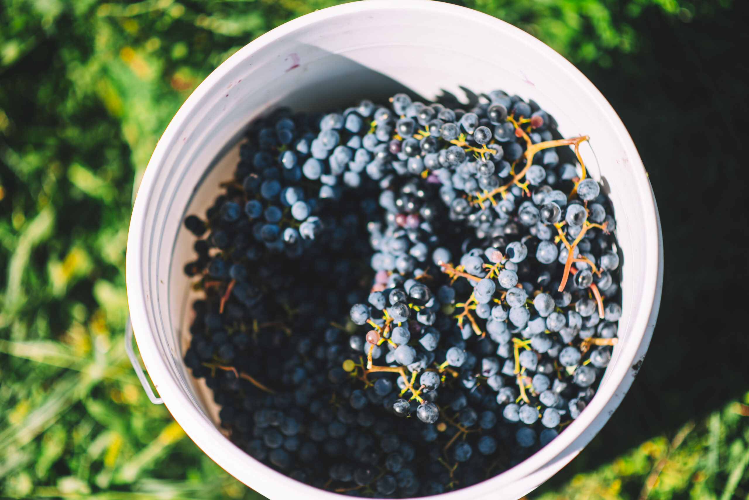 The Story Behind Vermont's First Estate Vineyard & Winery - Snow Farm ...