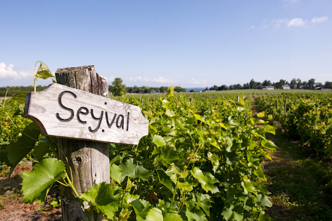 What Terroir Means and Why it Matters in Wine Production - Snow Farm ...