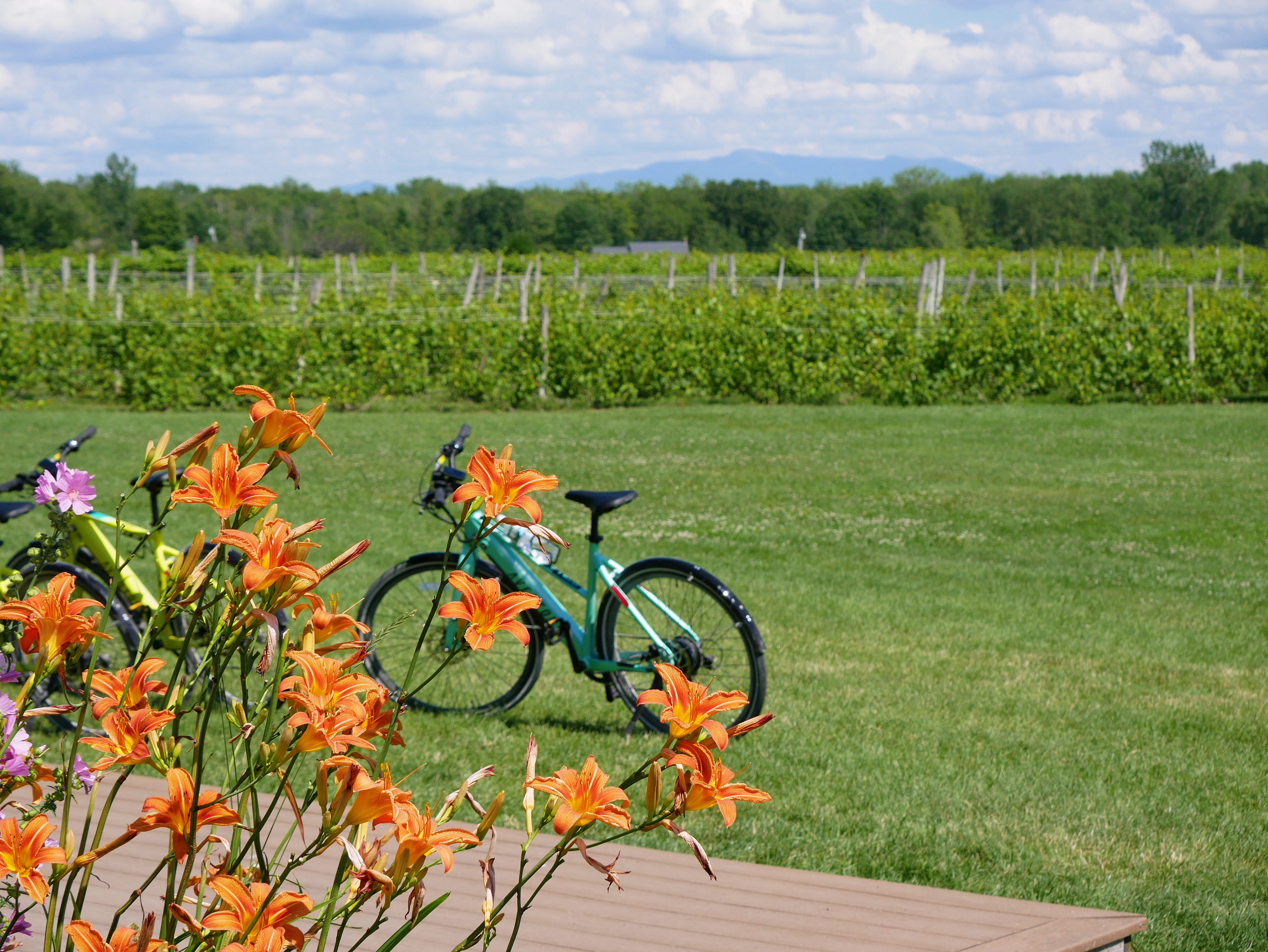 Cayuga White Grape Jelly Recipe from our Vineyard - Snow Farm Vineyard ...